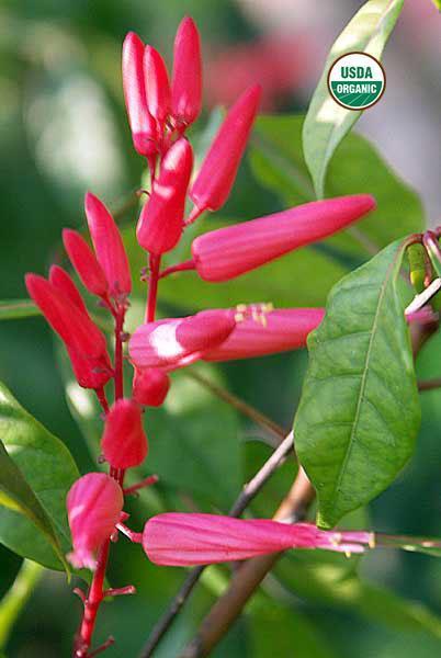 BioComplete™ Quassia Bark Powder on My Paleo Pet | Online Pet Food